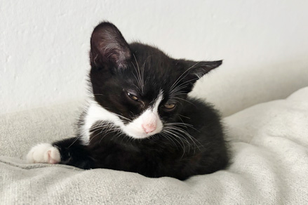 Eloise, Elodie & Ezra – Tierheim Berlin