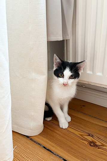 Eloise, Elodie & Ezra – Tierheim Berlin