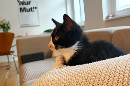 Eloise, Elodie & Ezra – Tierheim Berlin